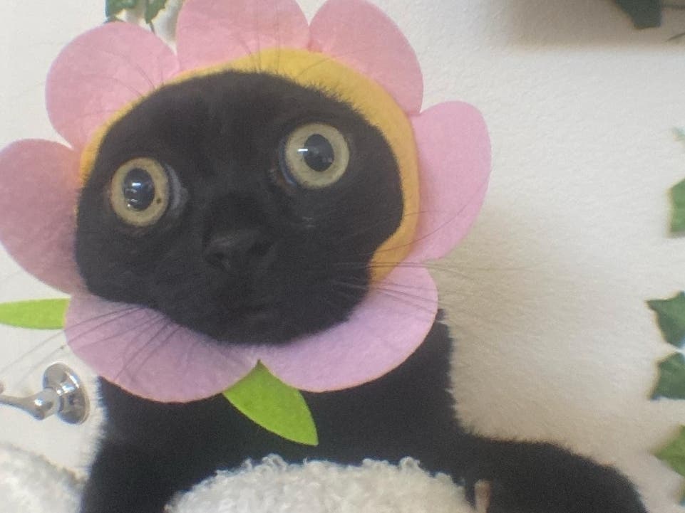 Hell's New Mayor Is Jinx, A Wide-Eyed Cat With Big Feet And Following ...