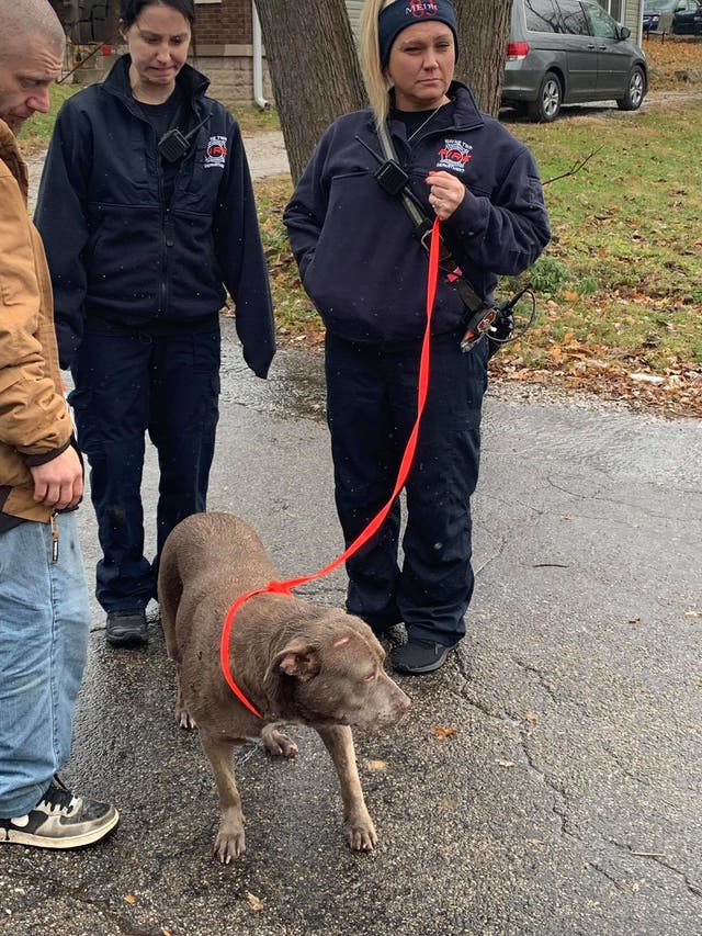Dog Wags Tail As Indy Firefighters Give Her Oxygen After Fire ...