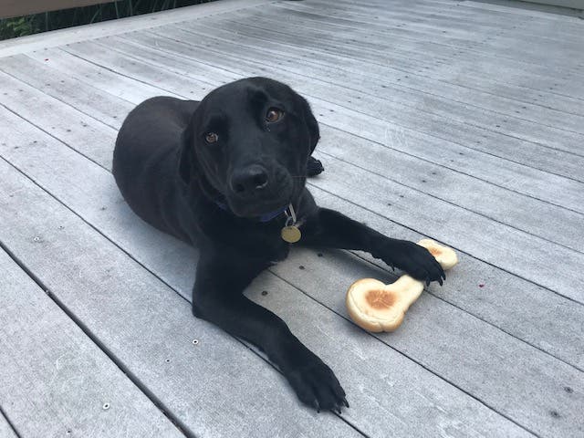 Great American Bagel: A Tasty Bite For You Or Your Pup | Joliet, IL Patch