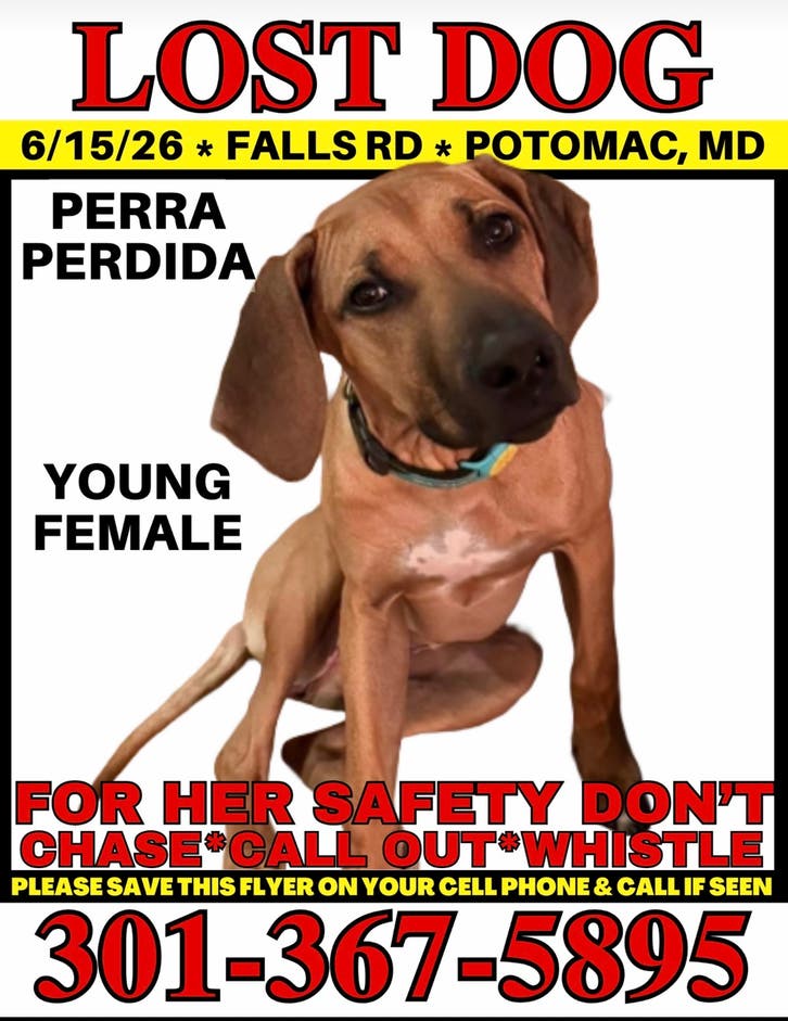 Zoe is lost in Potomac - Potomac, MD Patch