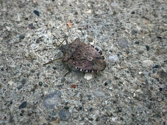 Stinkbugs In AL: How To Stop Them Before They Smell Up Your Home ...