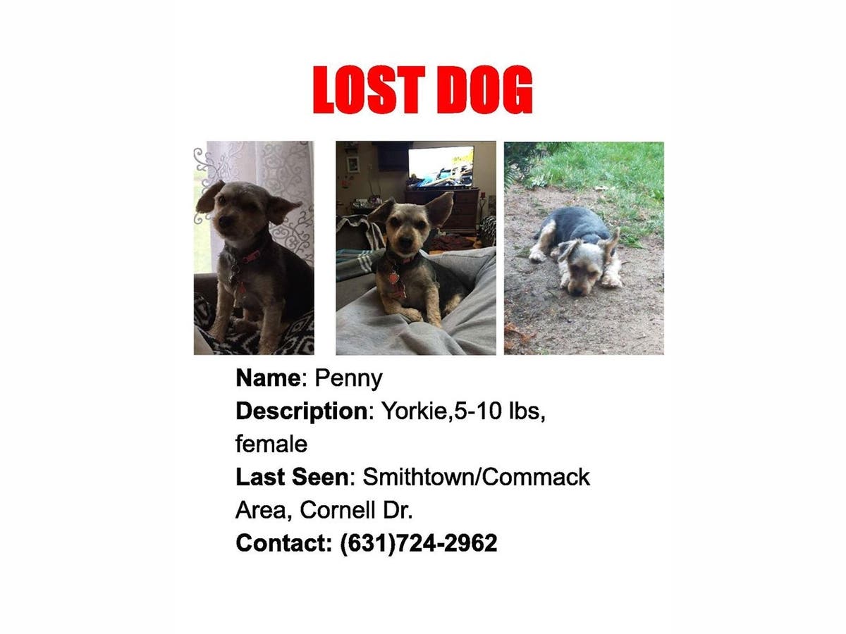 Missing Yorkie Dog Last Seen 8/15/17. Please Read! *Reward Offered ...