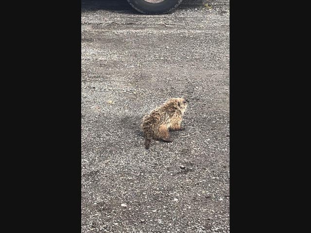 Milford Firefighters Rescue Gopher Caught In Storm Drain | Milford, CT ...