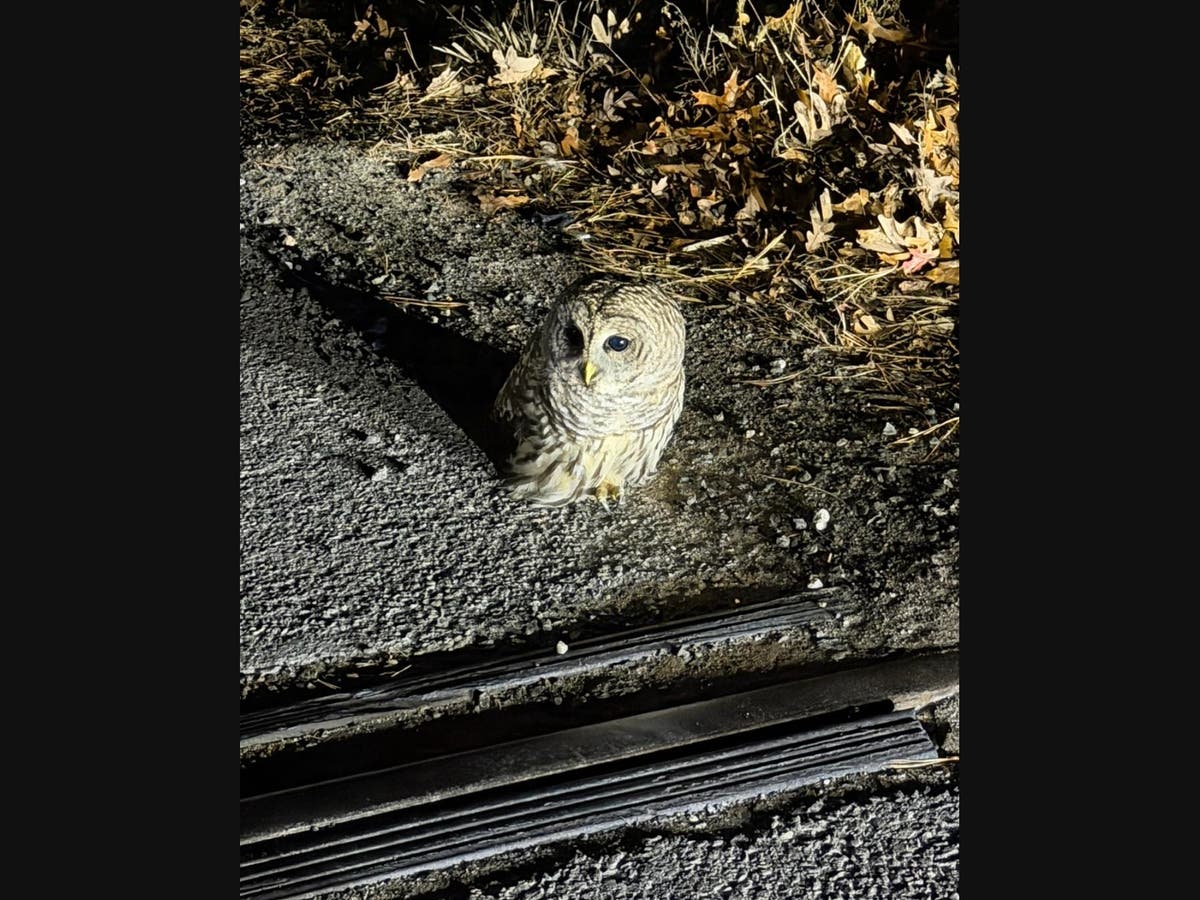 Driver Spots Injured Owl On Side Of Road In Wilmington, Alerts Police ...
