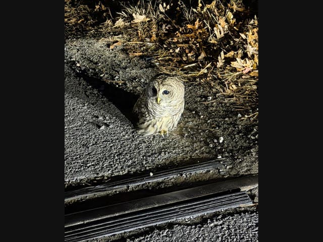 Driver Spots Injured Owl On Side Of Road In Wilmington, Alerts Police ...