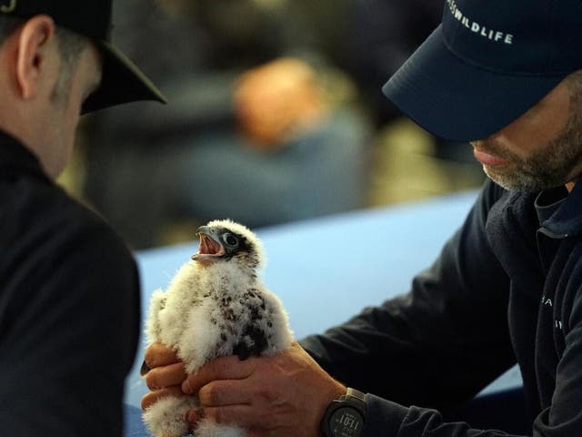 5 Falcon Chicks Hatched At UMass Lowell Receive ID Bands | Tewksbury ...