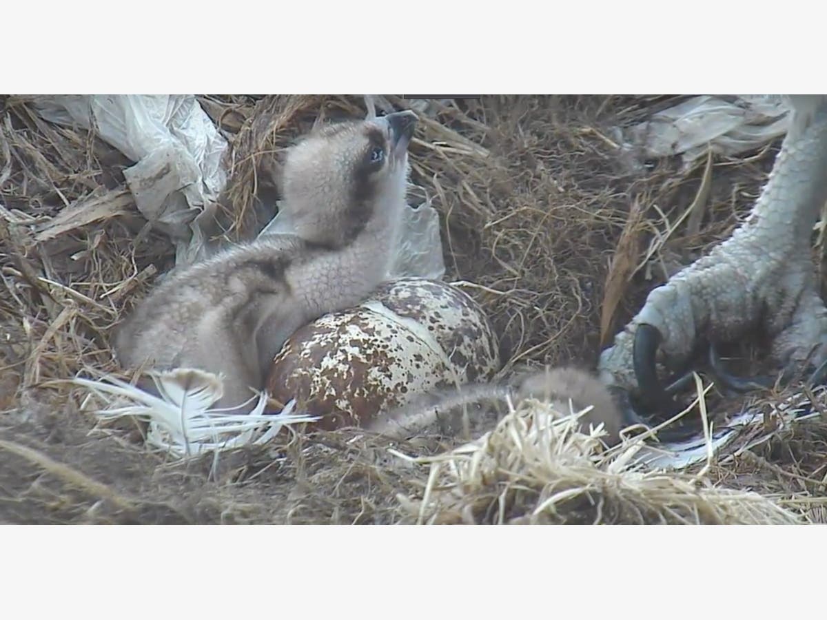 Caught On Camera: Osprey Chicks Cute As Heck In Boulder Co. Nest ...