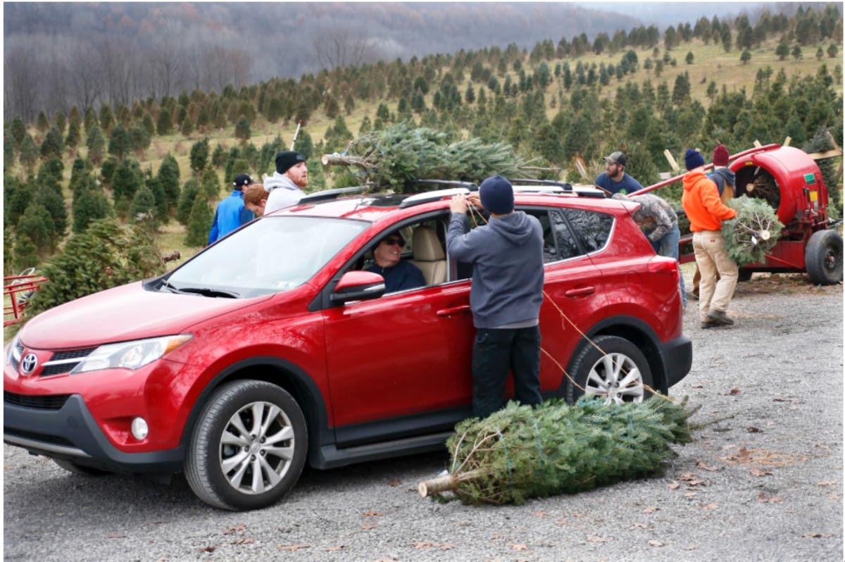 Best Christmas Tree Farm In Colorado And Others You Can Visit Across