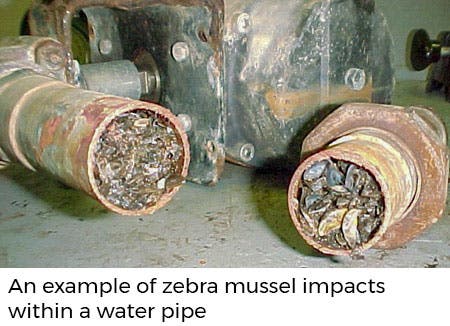 Mussel Danger Leaves Standley Lake Off-Limits To Boaters | Broomfield ...