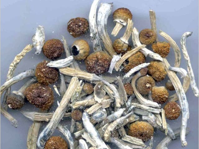 Denver Votes To Decriminalize Magic Mushrooms | Denver, CO Patch