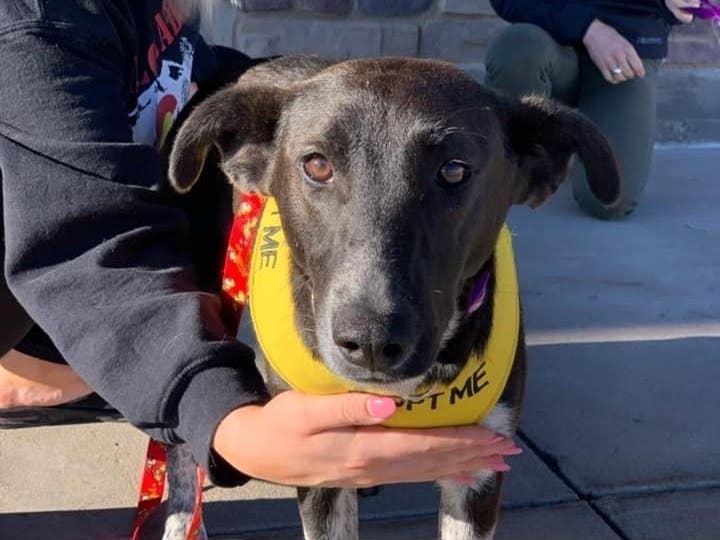 Rescue Dog Up For Adoption In Thornton: 'Kind, Patient' | Denver, CO Patch