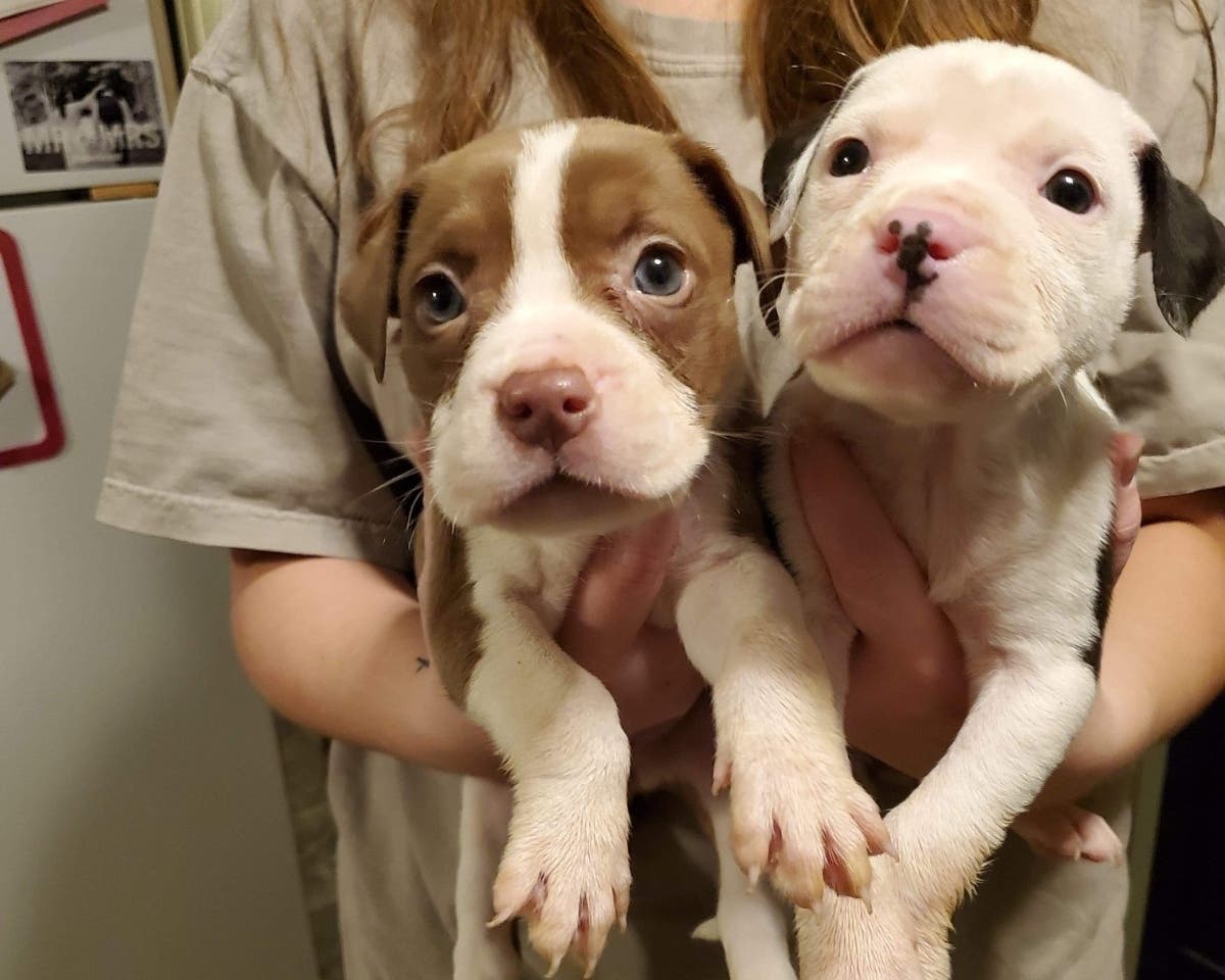 Eight Pit-Mix Pups Up For Adoption At Tri-Boro Animal Welfare | Tri ...