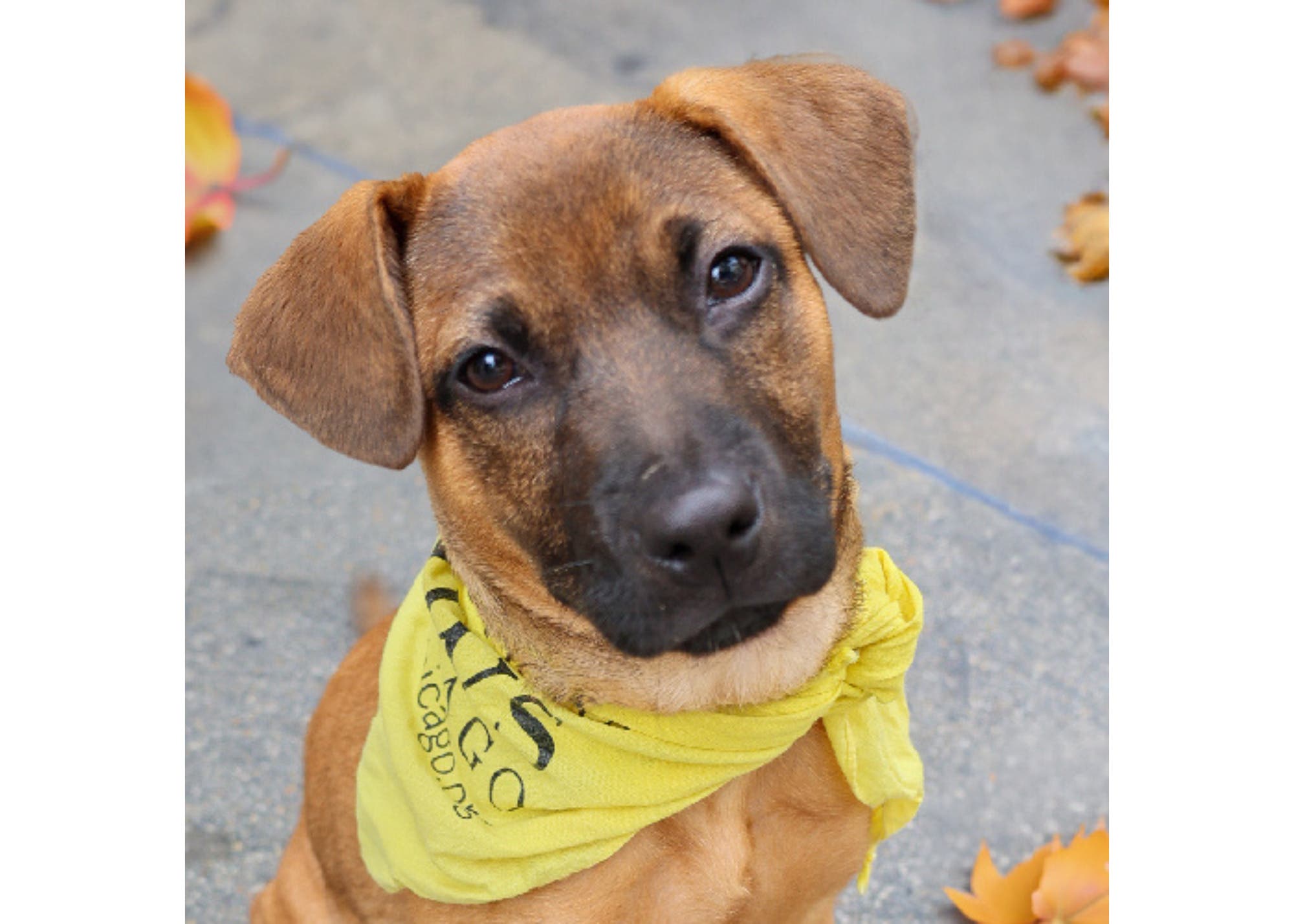 Dec 7 | PAWS Chicago Pet Adoption Event at Fashion Outlets of Chicago ...