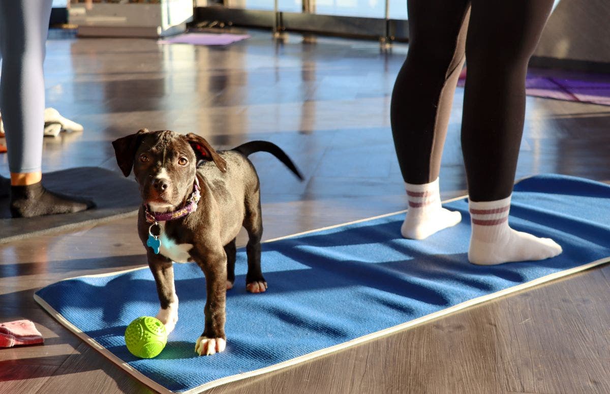 Oct 19 | Adoptable Puppy Yoga at 360 CHICAGO Benefitting One Tail at a ...