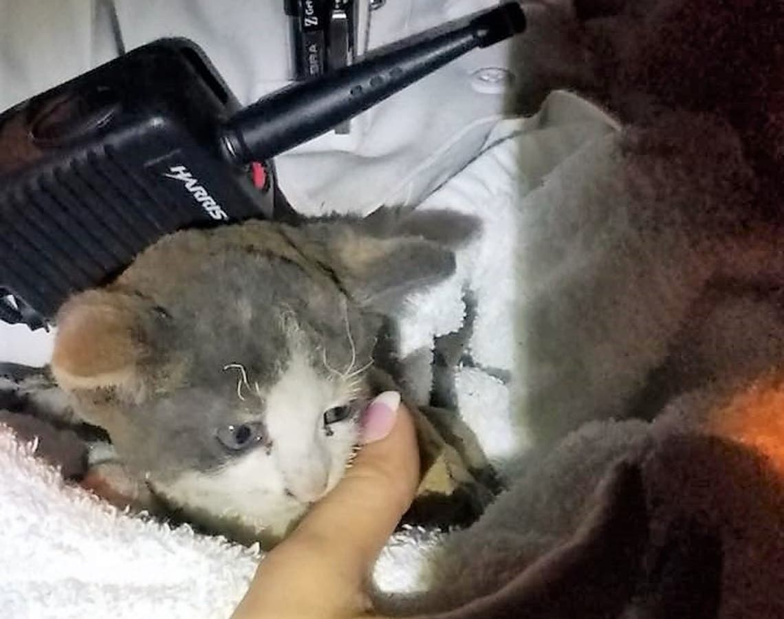 Deputies Rescue Soot-Covered Kitten From Burning Home | Bloomingdale ...