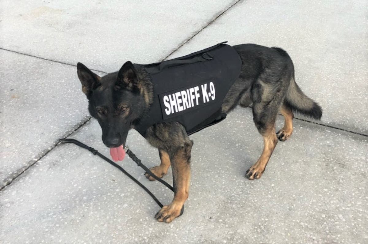 Look Who's Bullet Proof Now; K9s Get Body Armor | Brandon, FL Patch