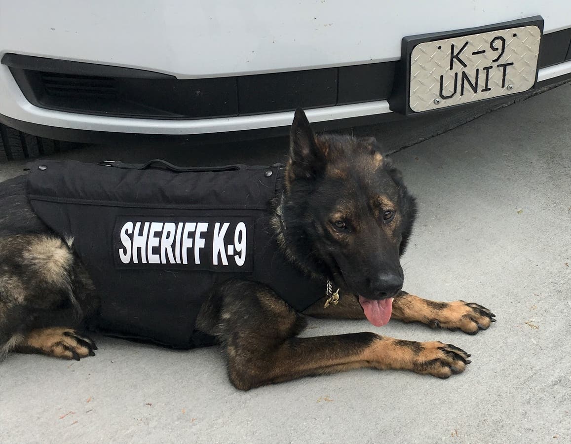 Look Who's Bullet Proof Now; K9s Get Body Armor | Brandon, FL Patch
