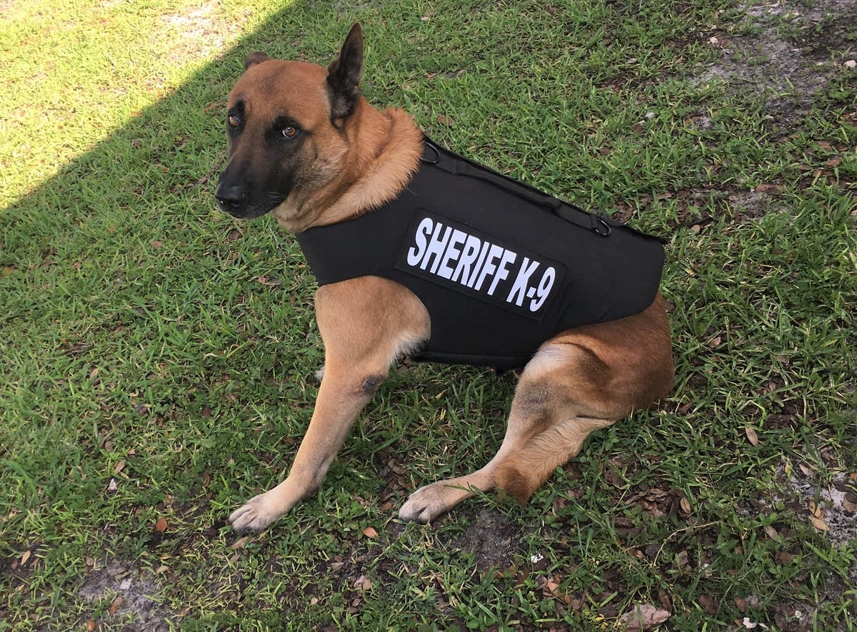 Look Who's Bullet Proof Now; K9s Get Body Armor | Brandon, FL Patch