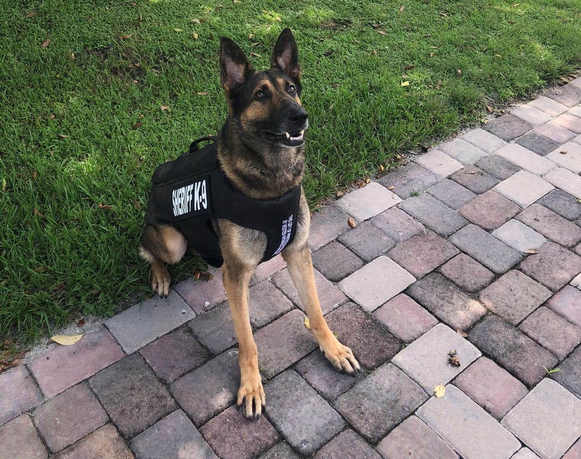 Look Who's Bullet Proof Now; K9s Get Body Armor | Brandon, FL Patch