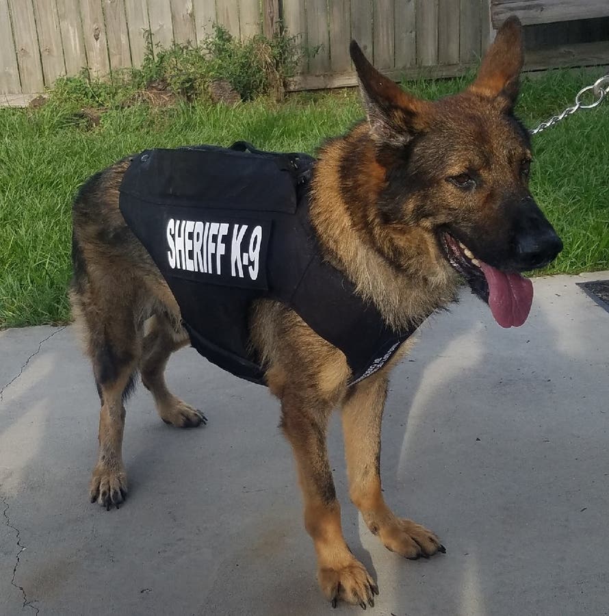 Look Who's Bullet Proof Now; K9s Get Body Armor | Brandon, FL Patch