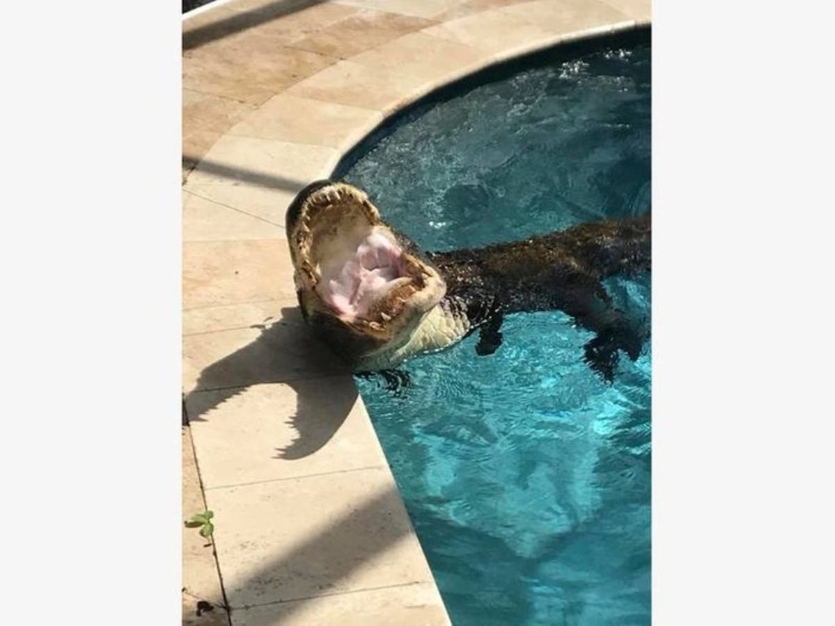 Florida's Weirdest, Wackiest Stories Of 2018 | St. Pete, FL Patch