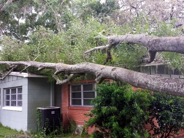 Hurricane Dorian: Make Sure Your Trees Can Withstand High Winds | Tampa ...
