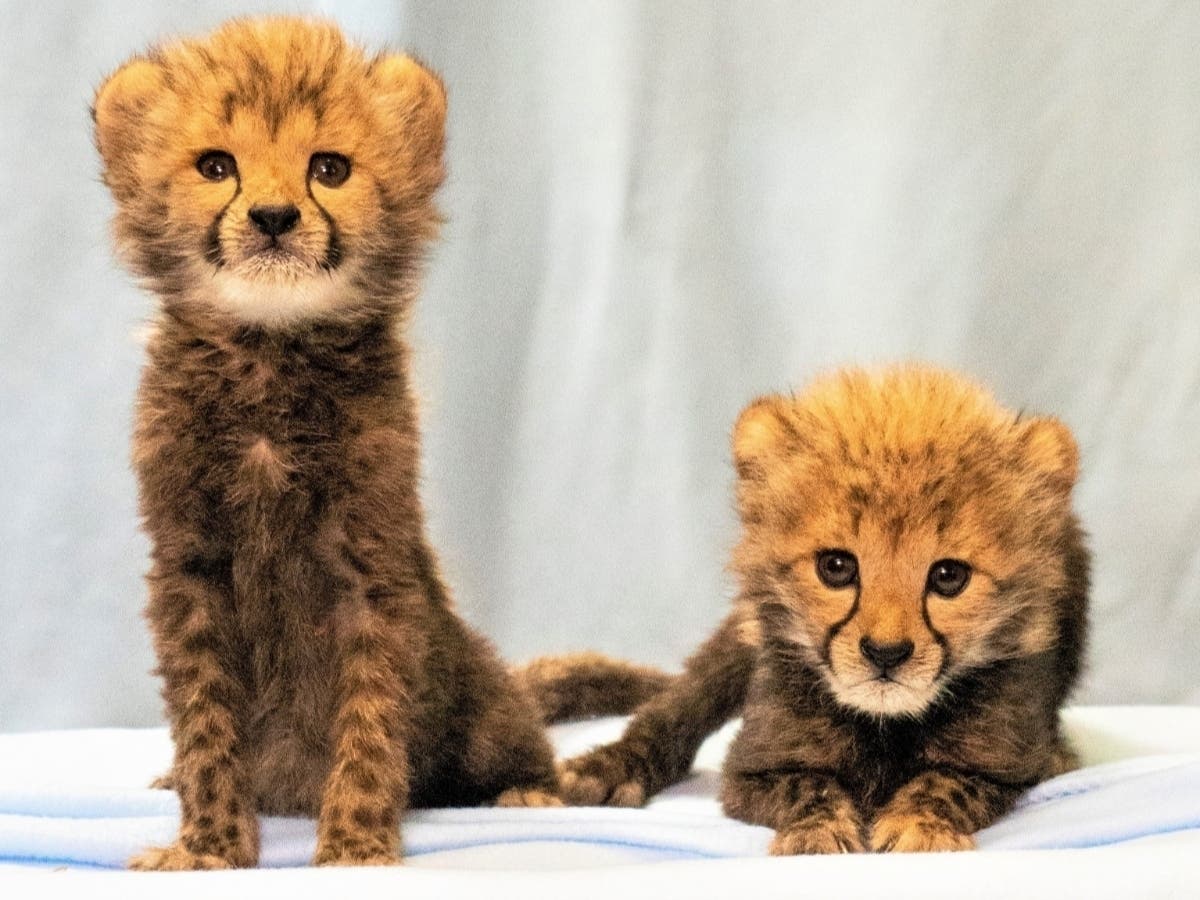 Video: Cutest Christmas Cheetah Cubs Arrive At Busch Gardens | Tampa ...