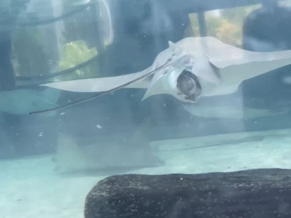 Florida Aquarium Catches Birth Of Stingray Pup On Video | Tampa, FL Patch
