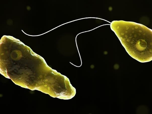 Hillsborough Resident Infected With Fatal Warm-Water Amoeba | Tampa, FL ...