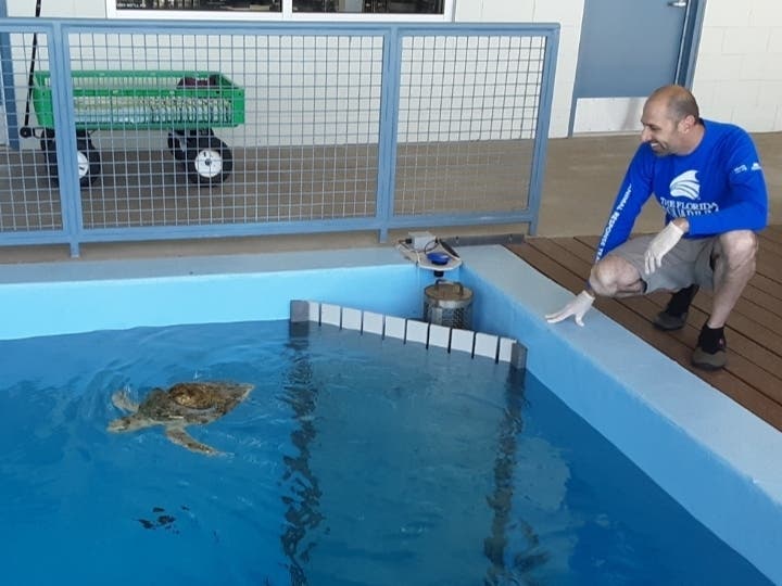 Turtles Can Fly, Too: Rare Sea Turtle Catches Flight To Chicago | Tampa ...
