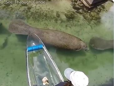 Study Shows 1 Out Of 4 Manatees Have Scars From 10 Boat Strikes ...