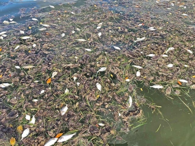 Accumulation Of Stinky Dead Fish Prompts Barrage Of Complaints | Tampa ...