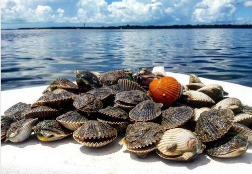 Scallop Harvest Season Gets Underway In Pasco Despite Red Tide | New ...