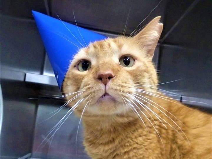 It's CATober Month; See Video Of Kittens Available At SPCA | Largo, FL ...