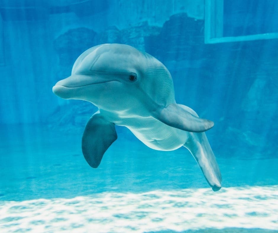 Winter The Dolphin In Critical Condition Top Experts Consulted Winter The Dolphin In Critical Condition Top Experts Consulted