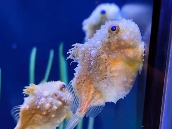 These Fish Suck, But They're So Adorable: Video | Tampa, FL Patch