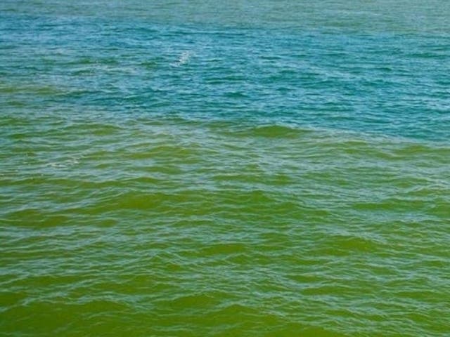 Red Tide Reported Off Pinellas Coast, May Cause Breathing Problems ...