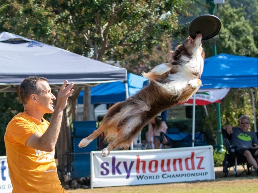 Dade City Dog Places 1st In National Freestyle Flying Disc Competition ...