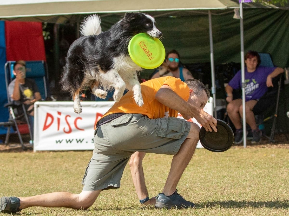 Dade City Dog Places 1st In National Freestyle Flying Disc Competition ...