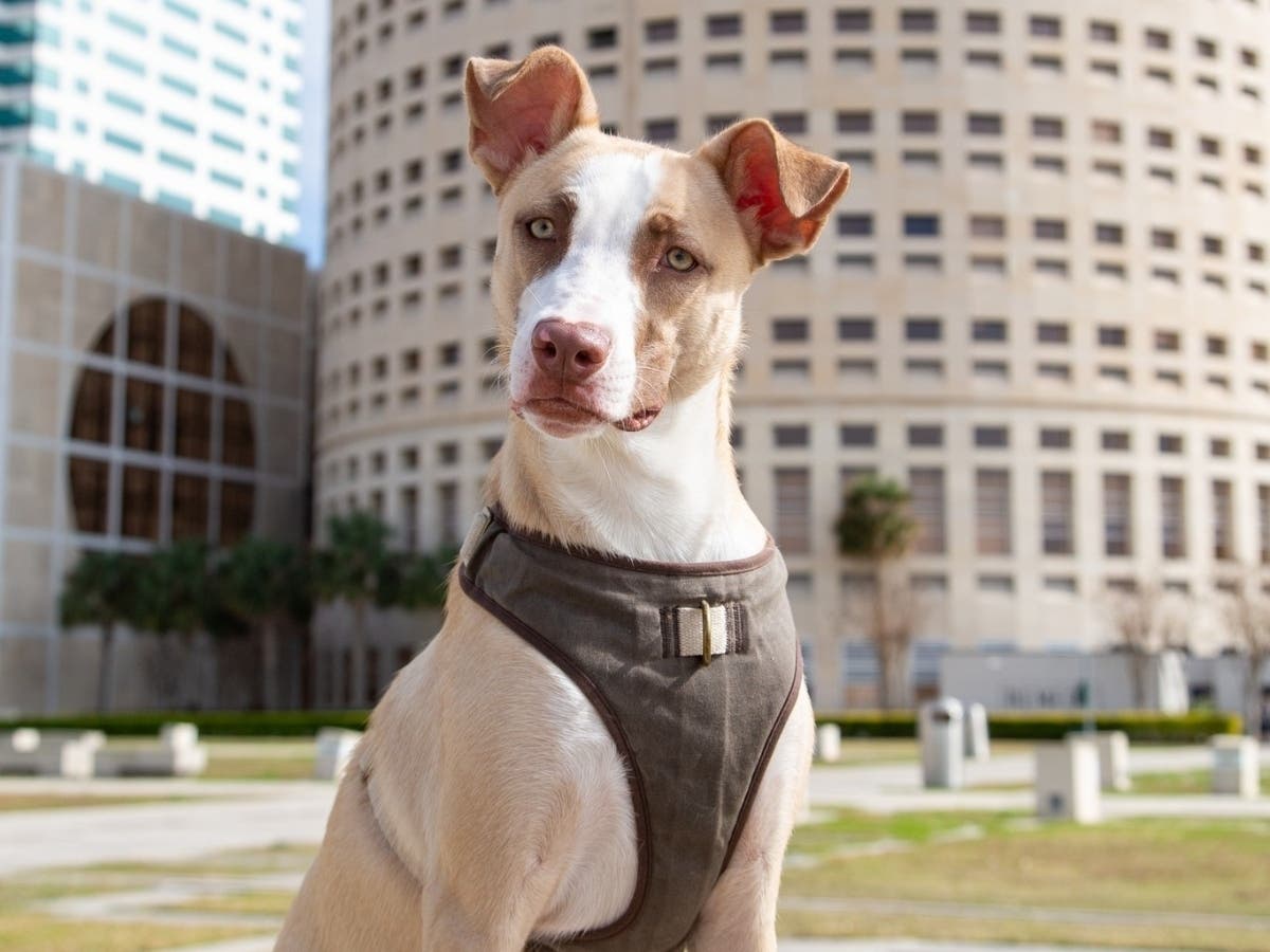 Bark In The Park, Tampa's Largest Pet Charity Event, Set For Saturday ...