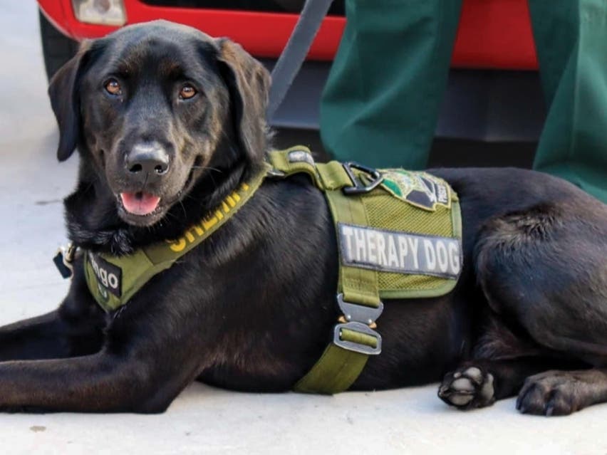Rescued Pasco Therapy K-9s Celebrated On National Rescue Dog Day | New ...
