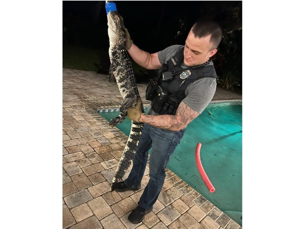 Gator Discovers There's 'No Swimming' For Reptiles In Clearwater Pools ...