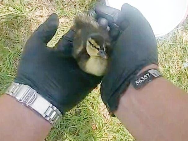 Deputies Come To Aid Of Mother Duck In Distress In Dunedin | Dunedin ...