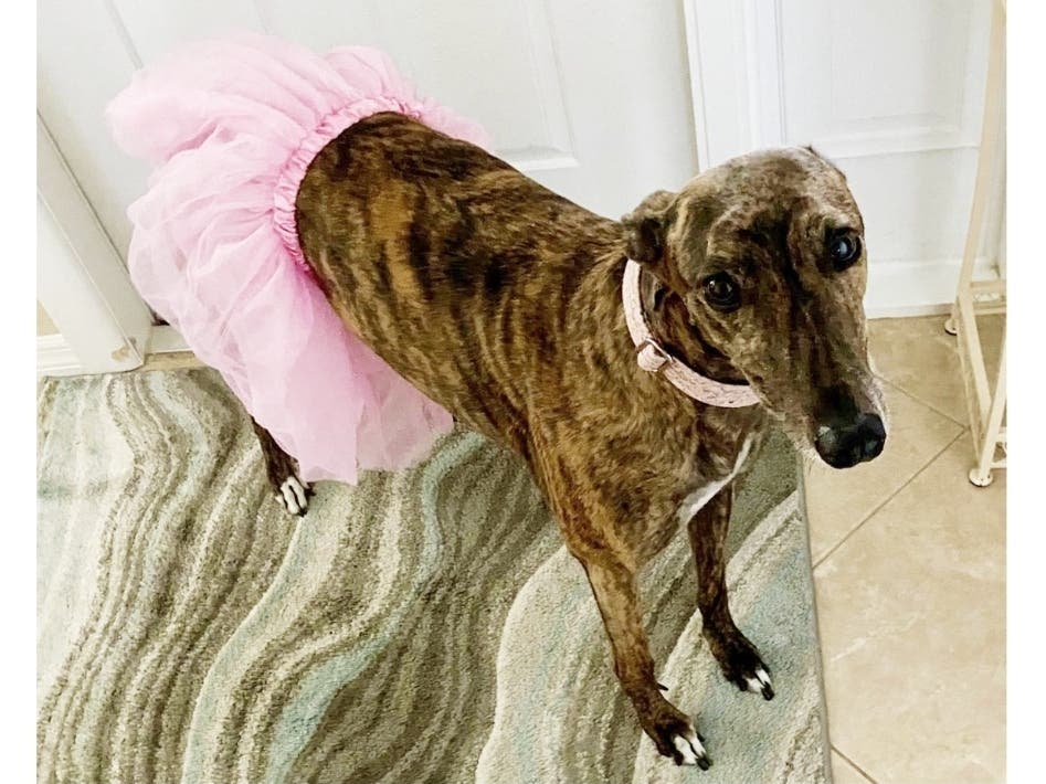 Doggone-It: Photo Of The Week | Tampa, FL Patch