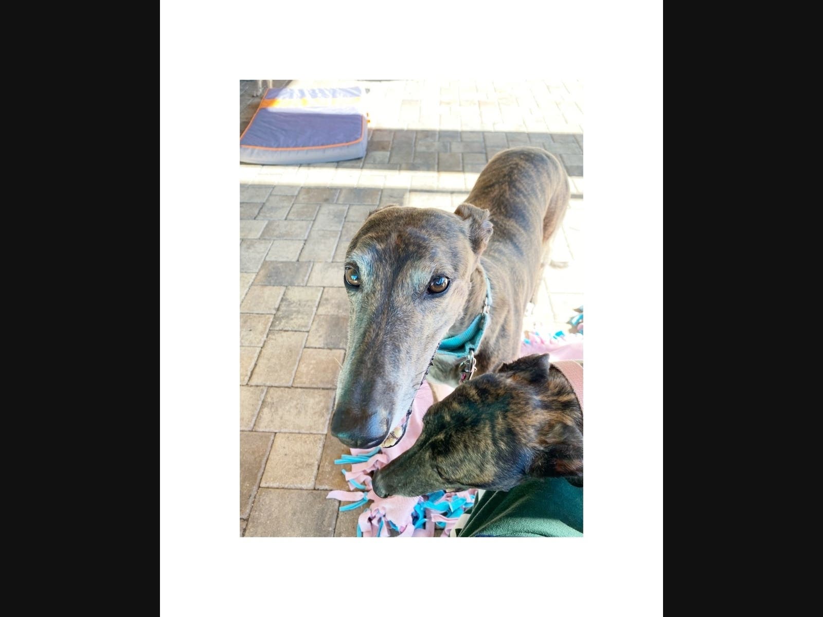 Doggone-It: Photo Of The Week | Tampa, FL Patch