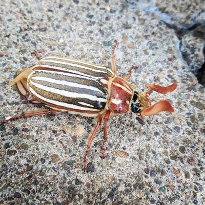 13 Creepy Bugs That Will Give You Halloween Shivers | Across America ...