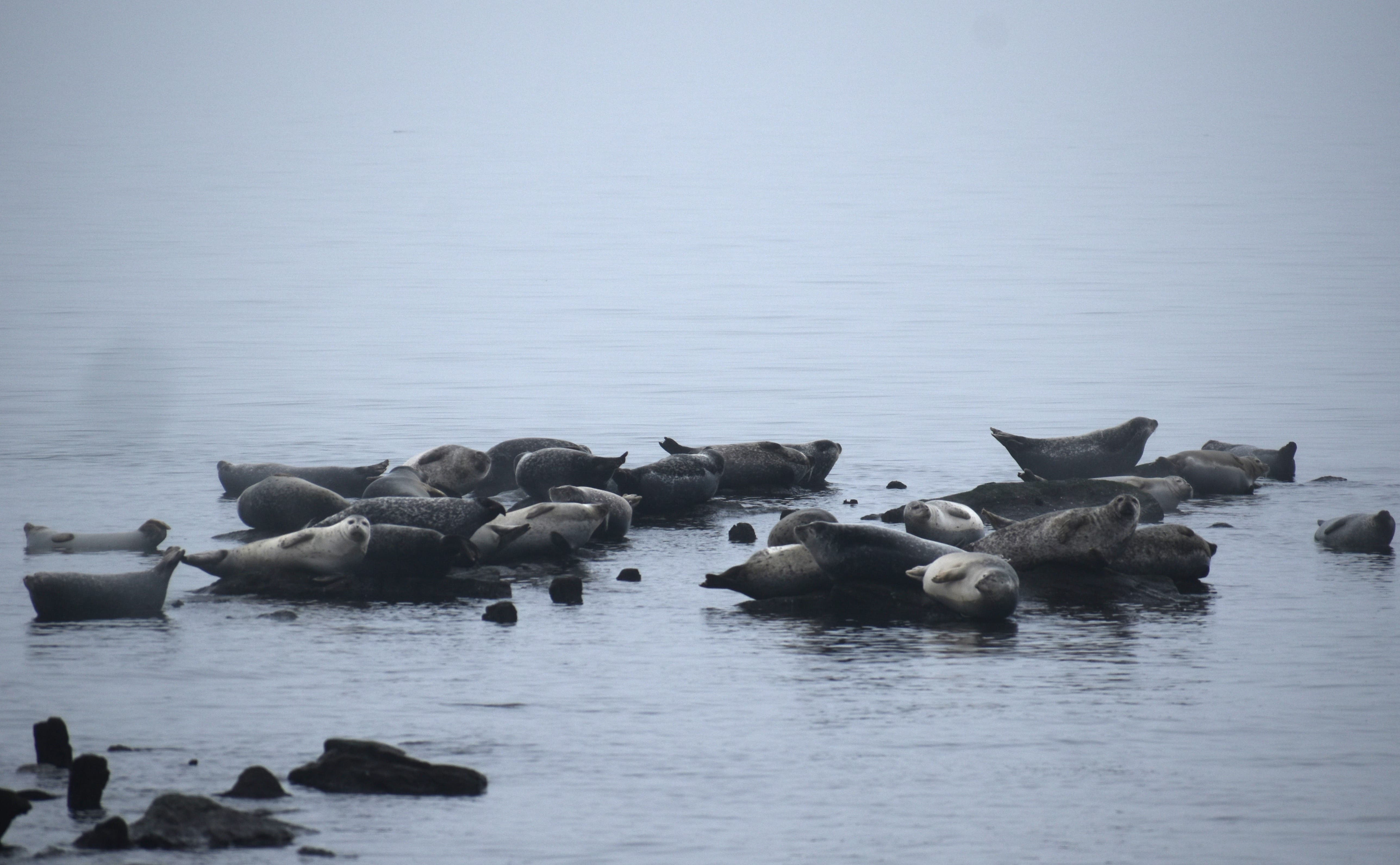 Mar 1 | Seal Monitoring with Waterspirit | Rumson, NJ Patch