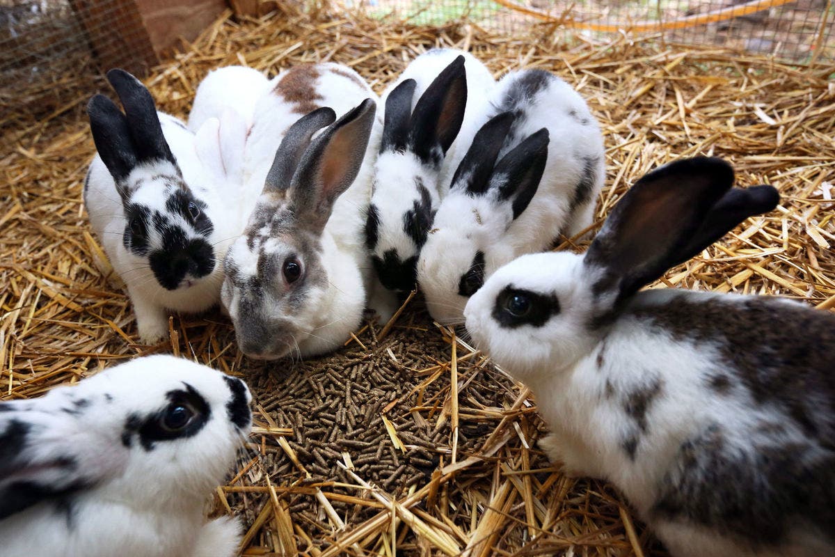 1,000 Free Rabbits for Home Buyers/Sellers from Realtor | Scotch Plains ...