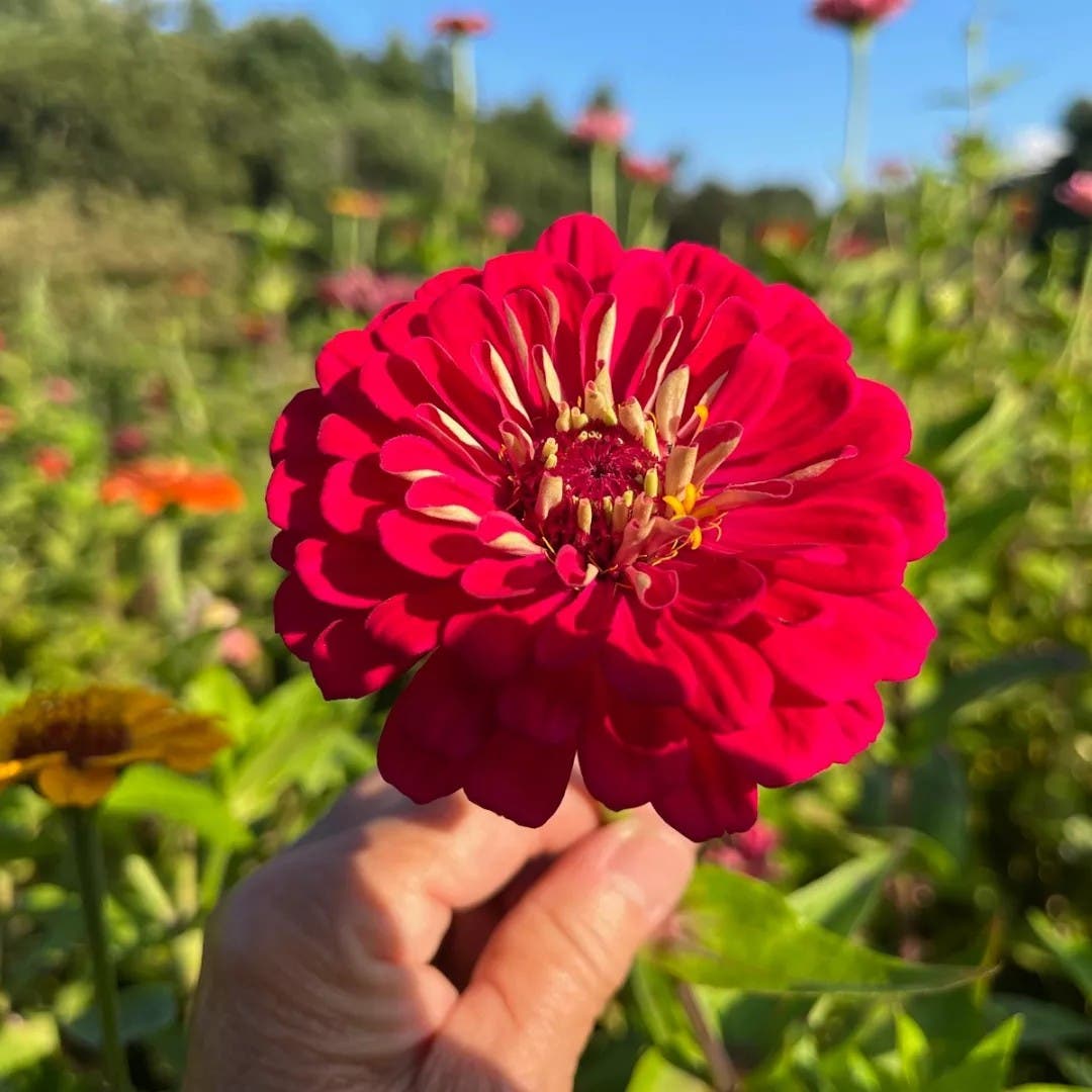 A Hanson's Farm Flower Share Makes a Great Holiday Gift - Framingham ...