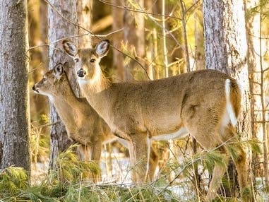 How Bovine TB Is Affecting Deer In Michigan | Across Michigan, MI Patch